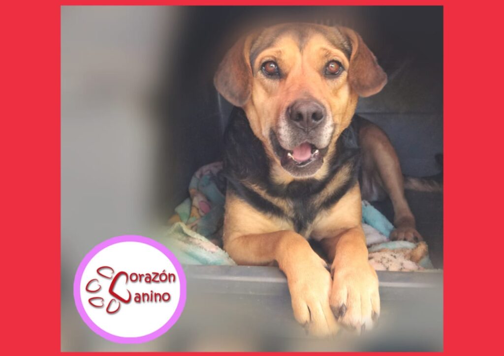 Corazón Canino - Ayudando a los perritos y gatitos de la calle a ...